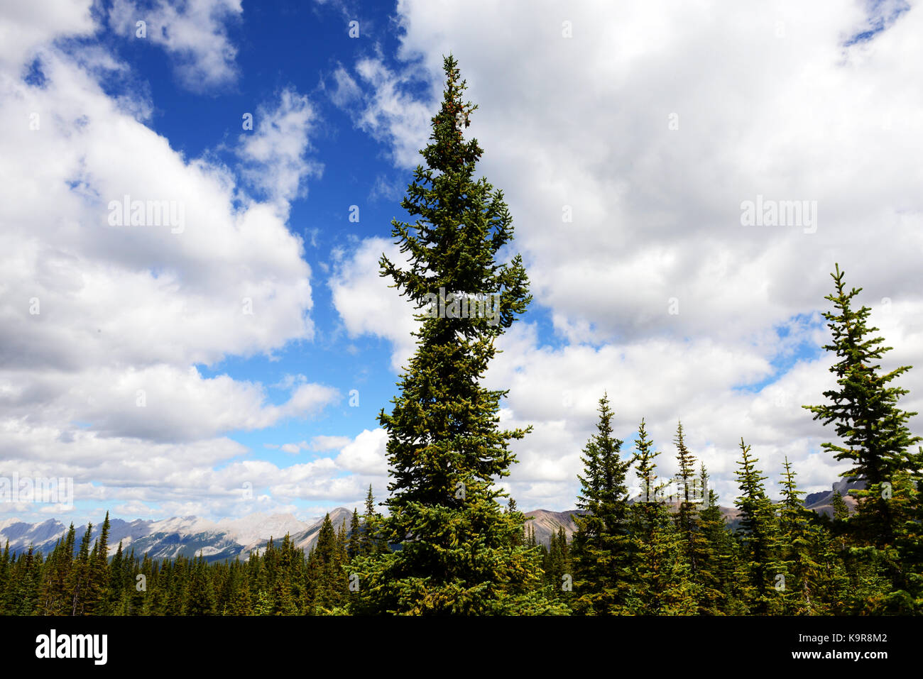 Yoho pass trail hi-res stock photography and images - Alamy