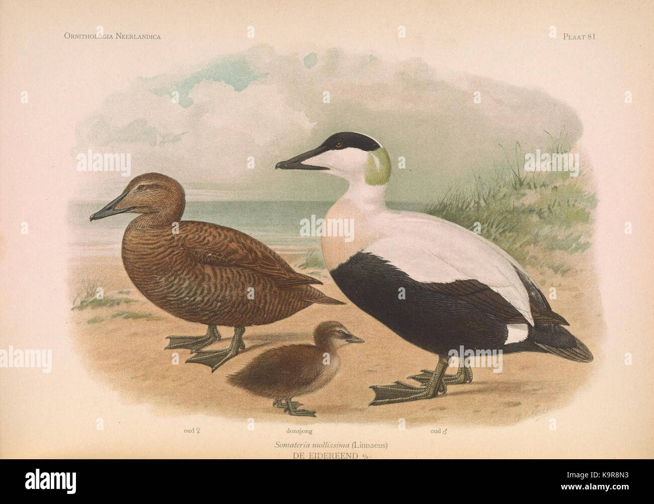 Ornithologia neerlandica (PLAAT 81) (7087057587 Stock Photo - Alamy
