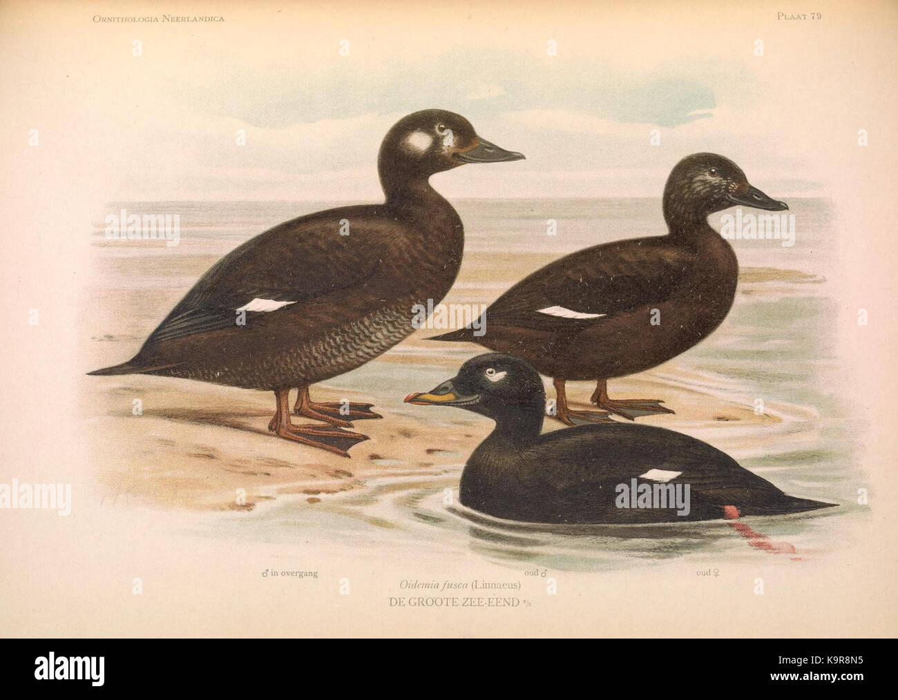 Ornithologia neerlandica (PLAAT 79) (6940987220 Stock Photo - Alamy