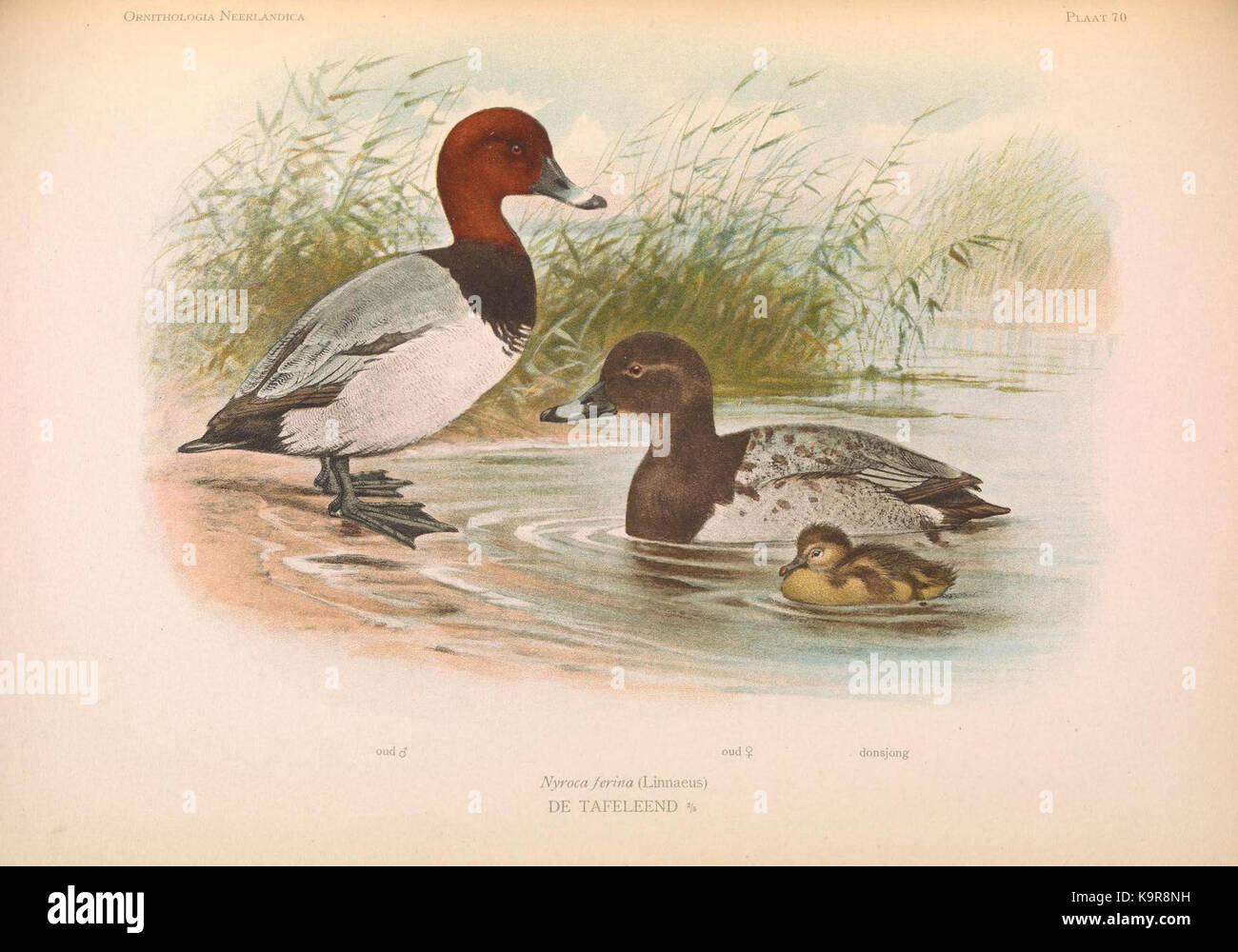 Ornithologia neerlandica (PLAAT 70) (6940984206 Stock Photo - Alamy