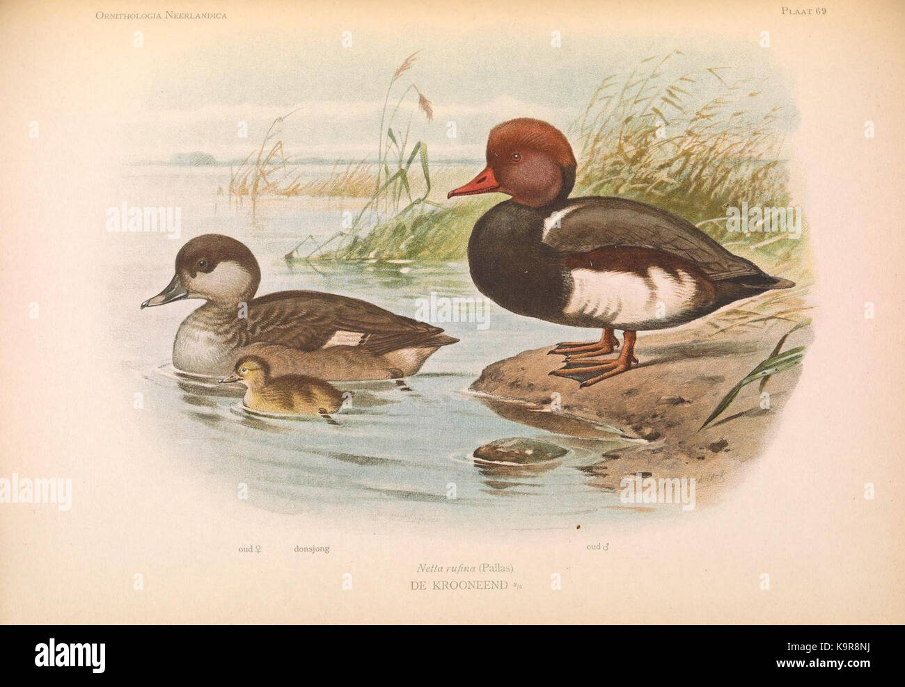 Ornithologia neerlandica (PLAAT 69) (6940983882 Stock Photo - Alamy
