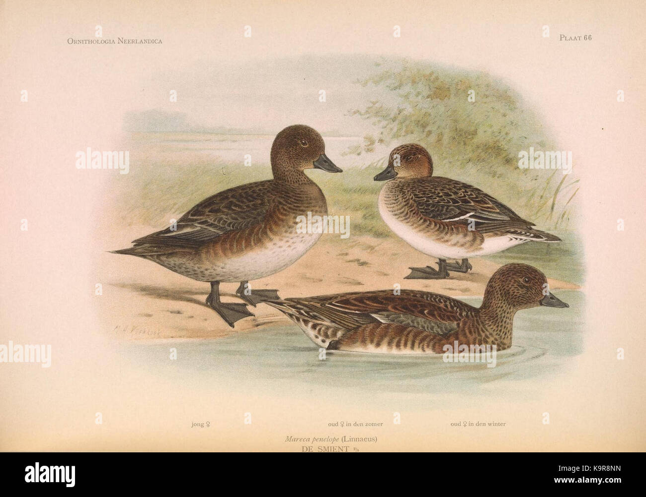 Ornithologia neerlandica (PLAAT 66) (7087052567 Stock Photo - Alamy