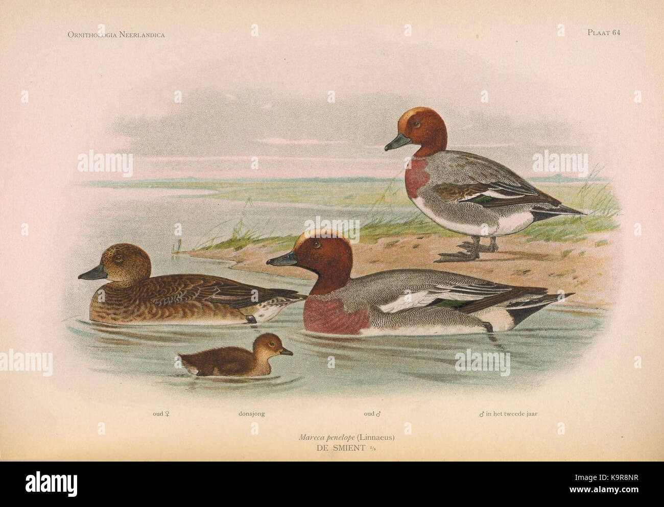 Ornithologia neerlandica (PLAAT 64) (6940982426 Stock Photo - Alamy