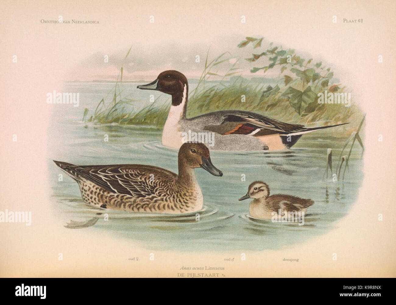 Ornithologia neerlandica (PLAAT 62) (6940981794 Stock Photo - Alamy