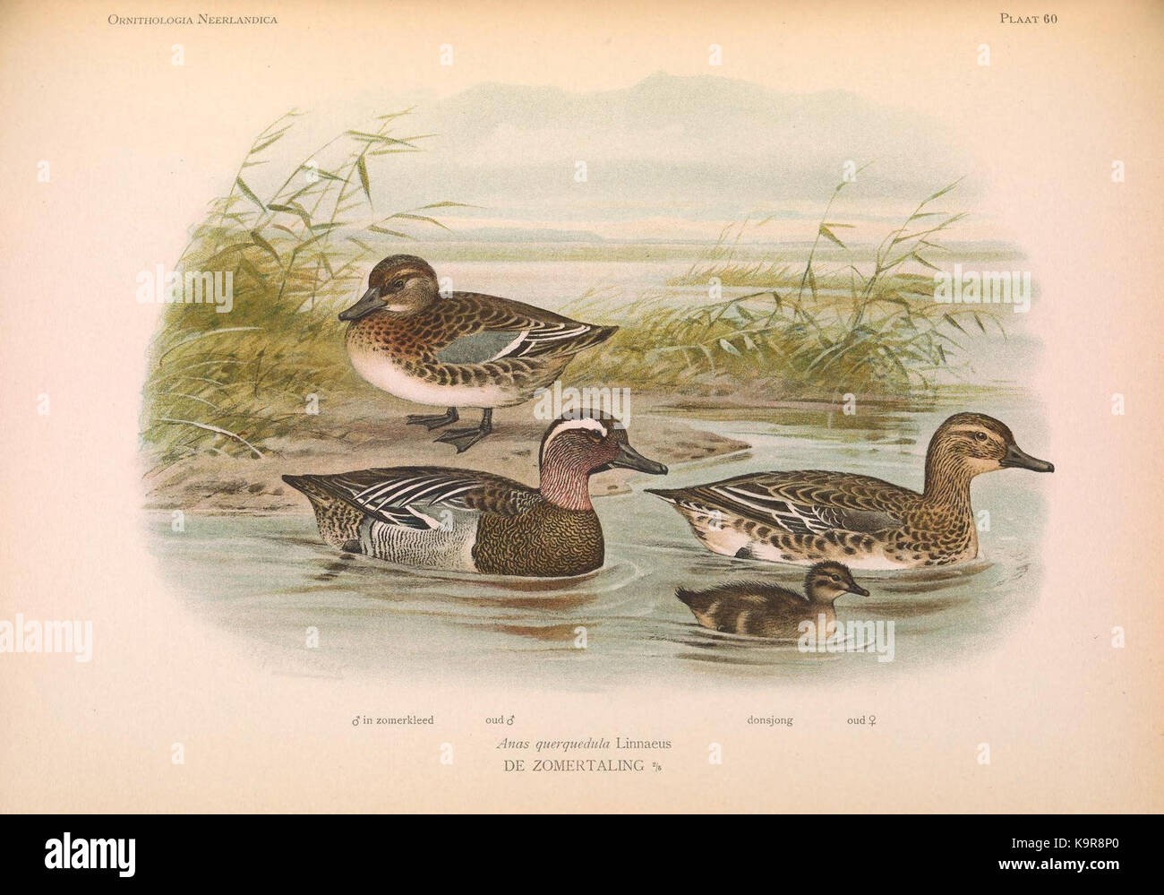 Ornithologia neerlandica (PLAAT 60) (6940981130 Stock Photo - Alamy
