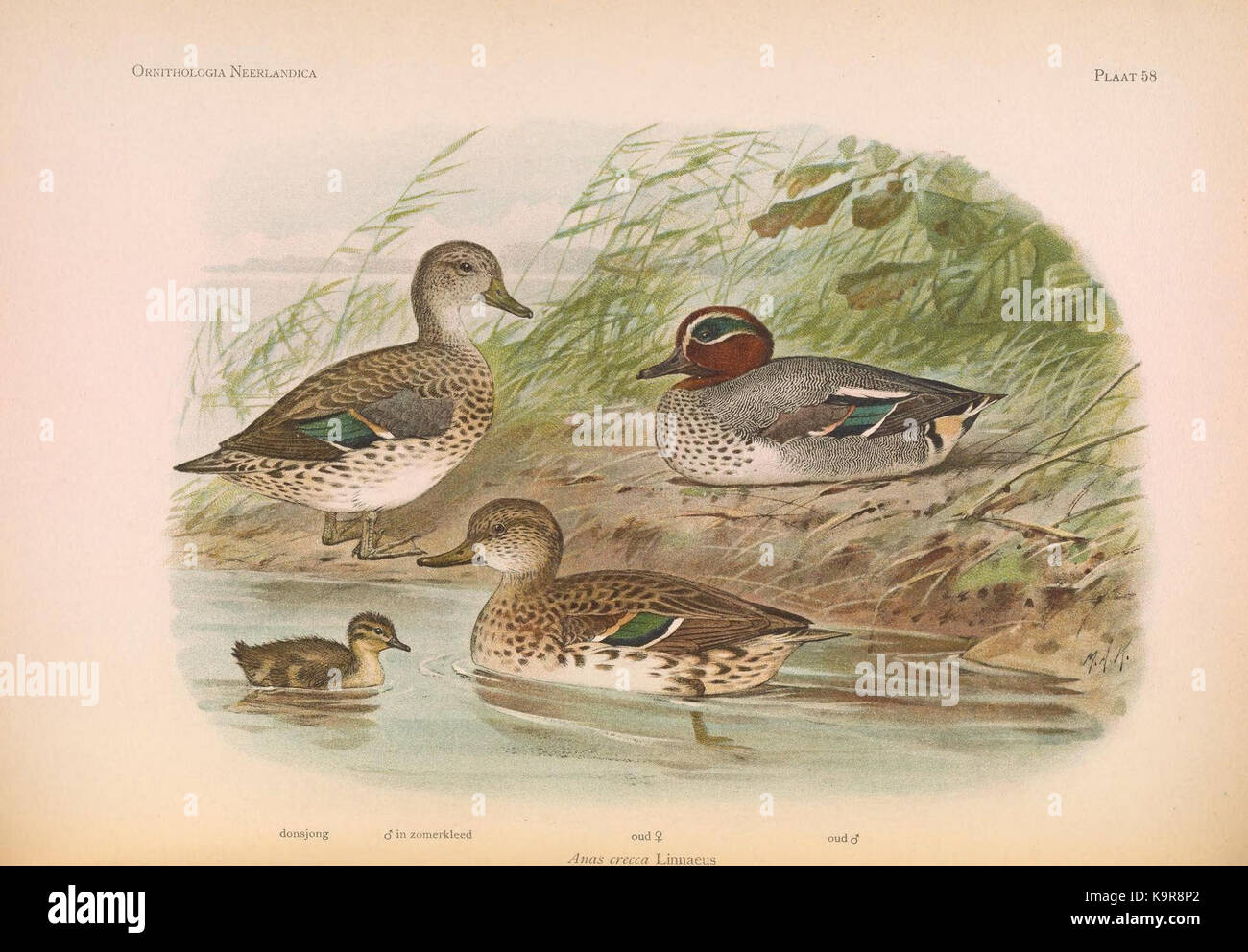 Ornithologia neerlandica (PLAAT 58) (7087050047 Stock Photo - Alamy