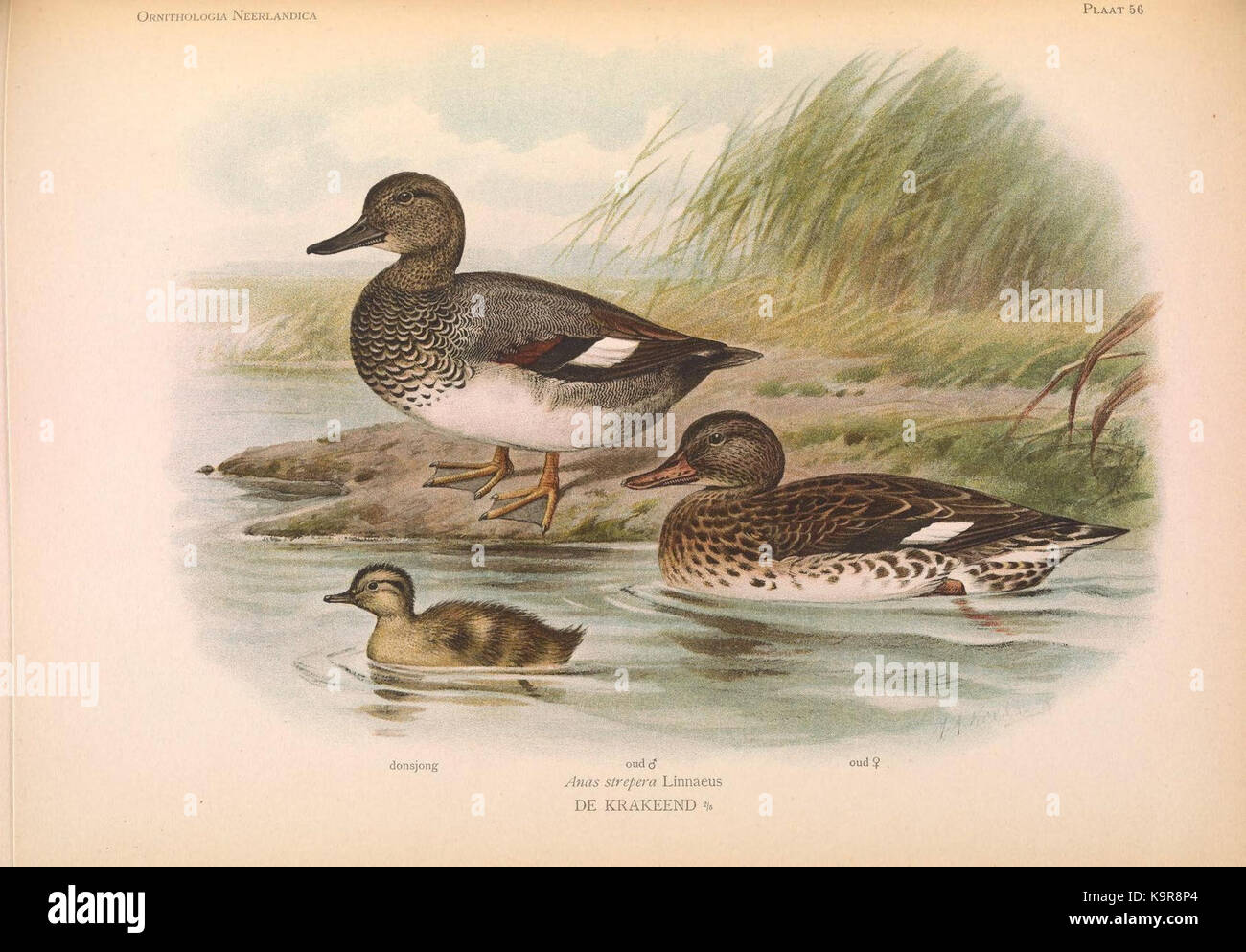 Ornithologia neerlandica (PLAAT 56) (7087049377 Stock Photo - Alamy