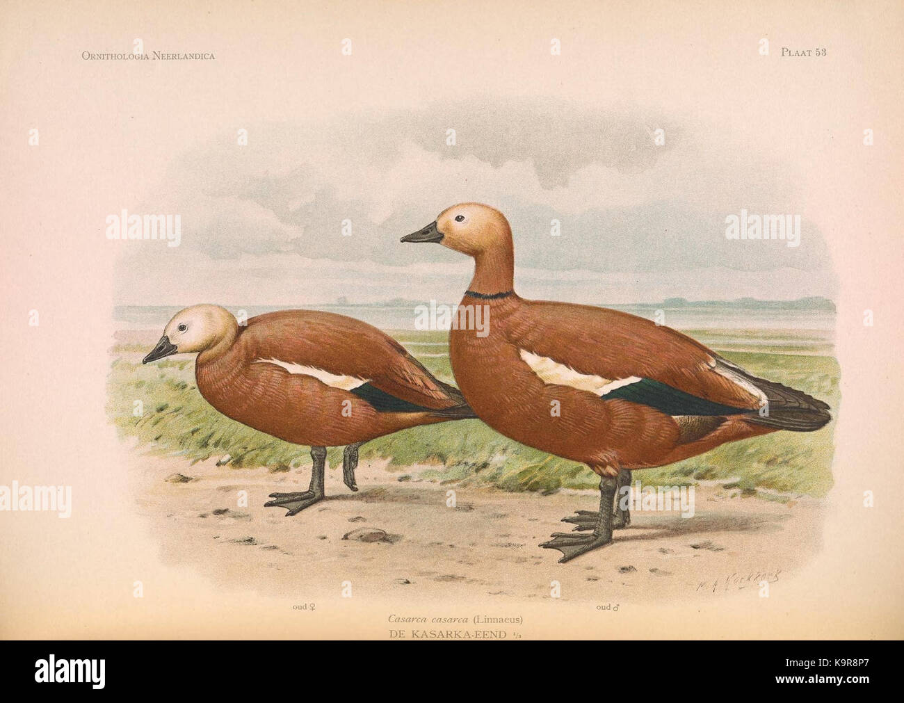 Ornithologia neerlandica (PLAAT 53) (6940978768 Stock Photo - Alamy