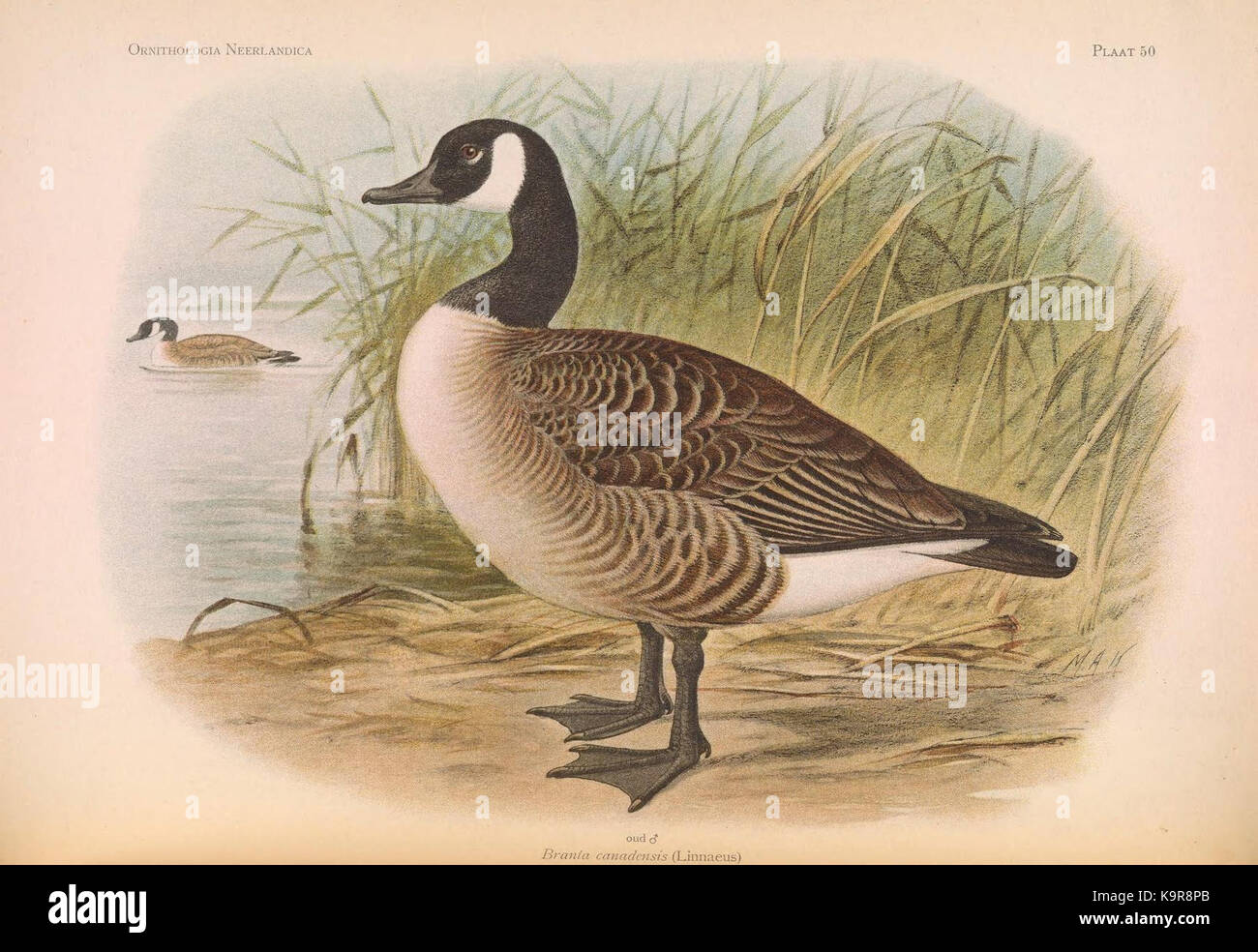 Ornithologia neerlandica (PLAAT 50) (7087046815 Stock Photo - Alamy