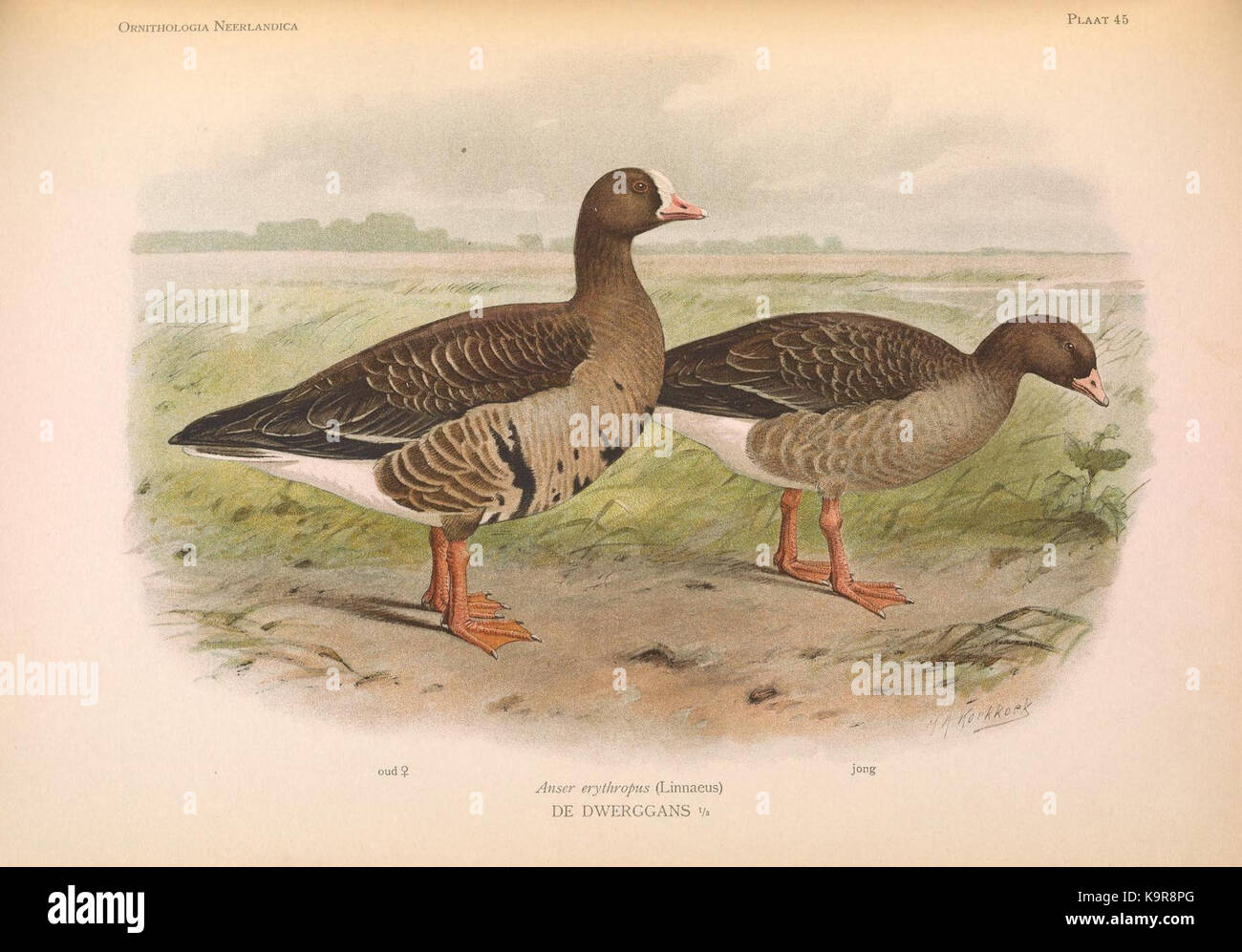 Ornithologia neerlandica (PLAAT 45) (6940975306 Stock Photo - Alamy