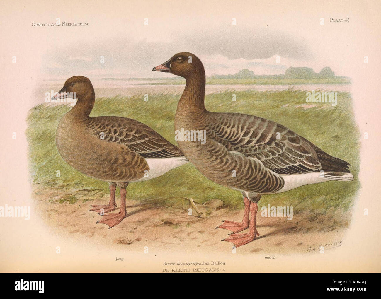 Ornithologia neerlandica (PLAAT 43) (6940974506 Stock Photo - Alamy