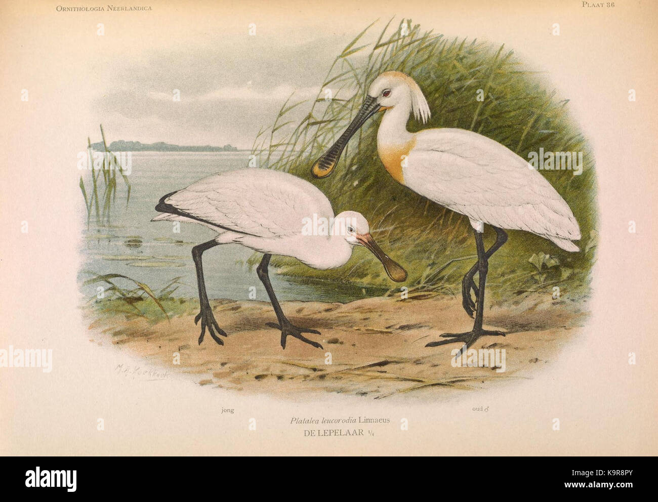 Ornithologia neerlandica (PLAAT 36) (6940972304 Stock Photo - Alamy