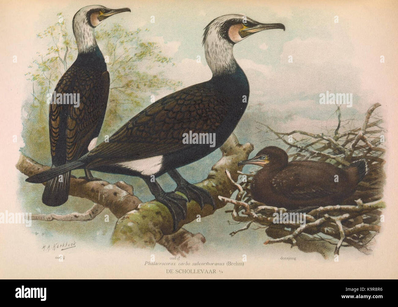 Detailed depictions of various bird species hi-res stock photography ...