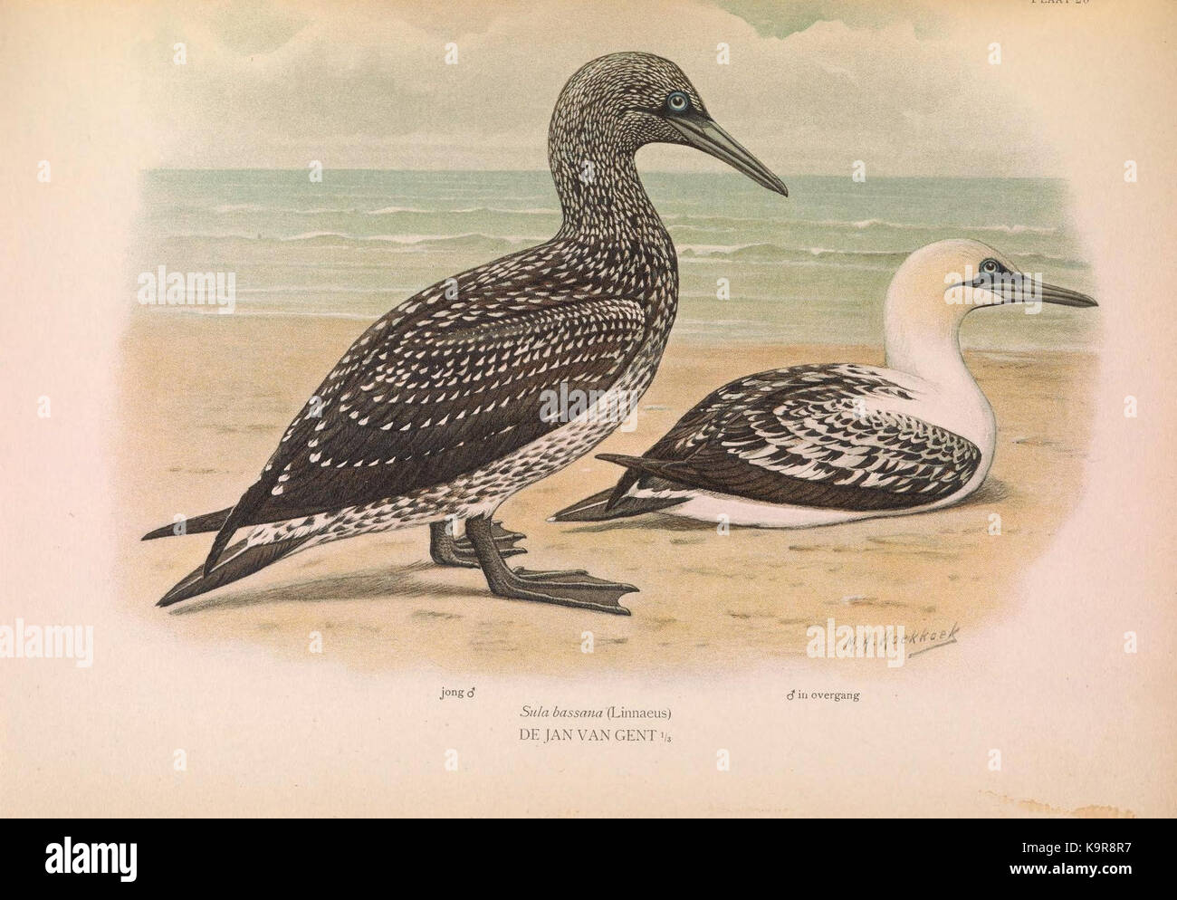 Ornithologia neerlandica (PLAAT 20) (7087036433 Stock Photo - Alamy