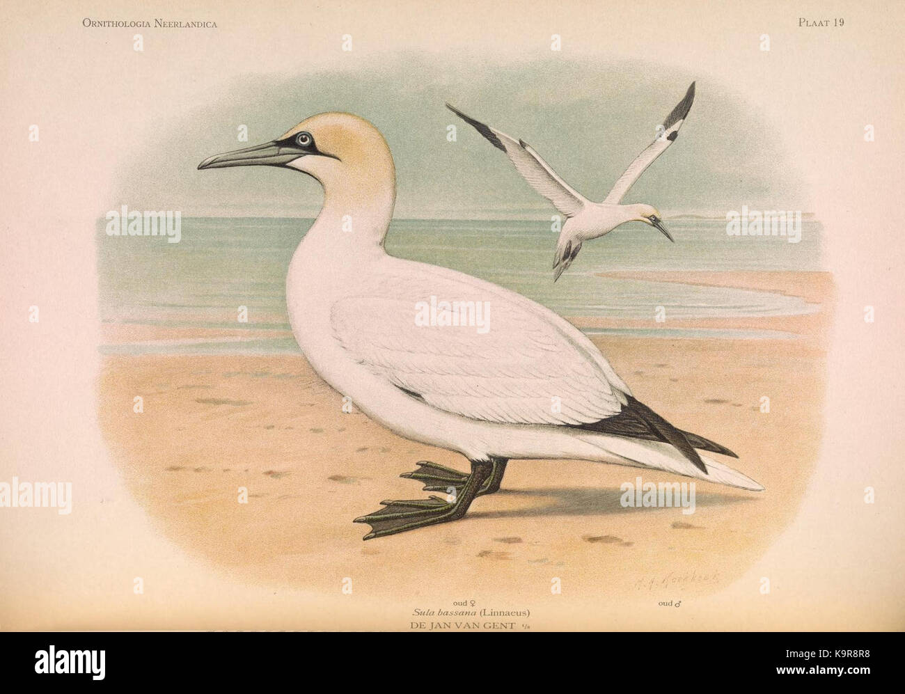 Ornithologia neerlandica (PLAAT 19) (6940966446 Stock Photo - Alamy