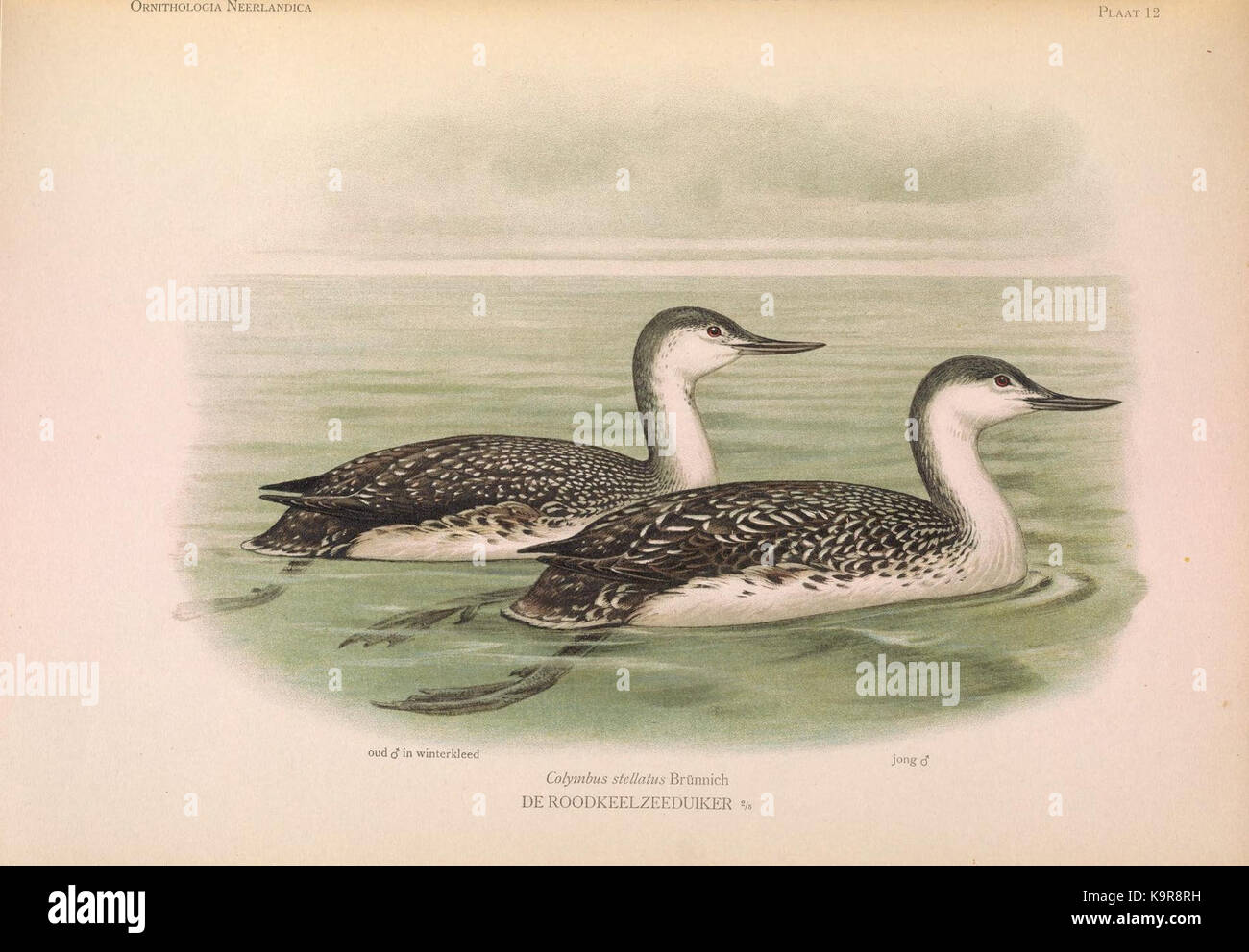 Ornithologia neerlandica (PLAAT 12) (6940964200 Stock Photo - Alamy