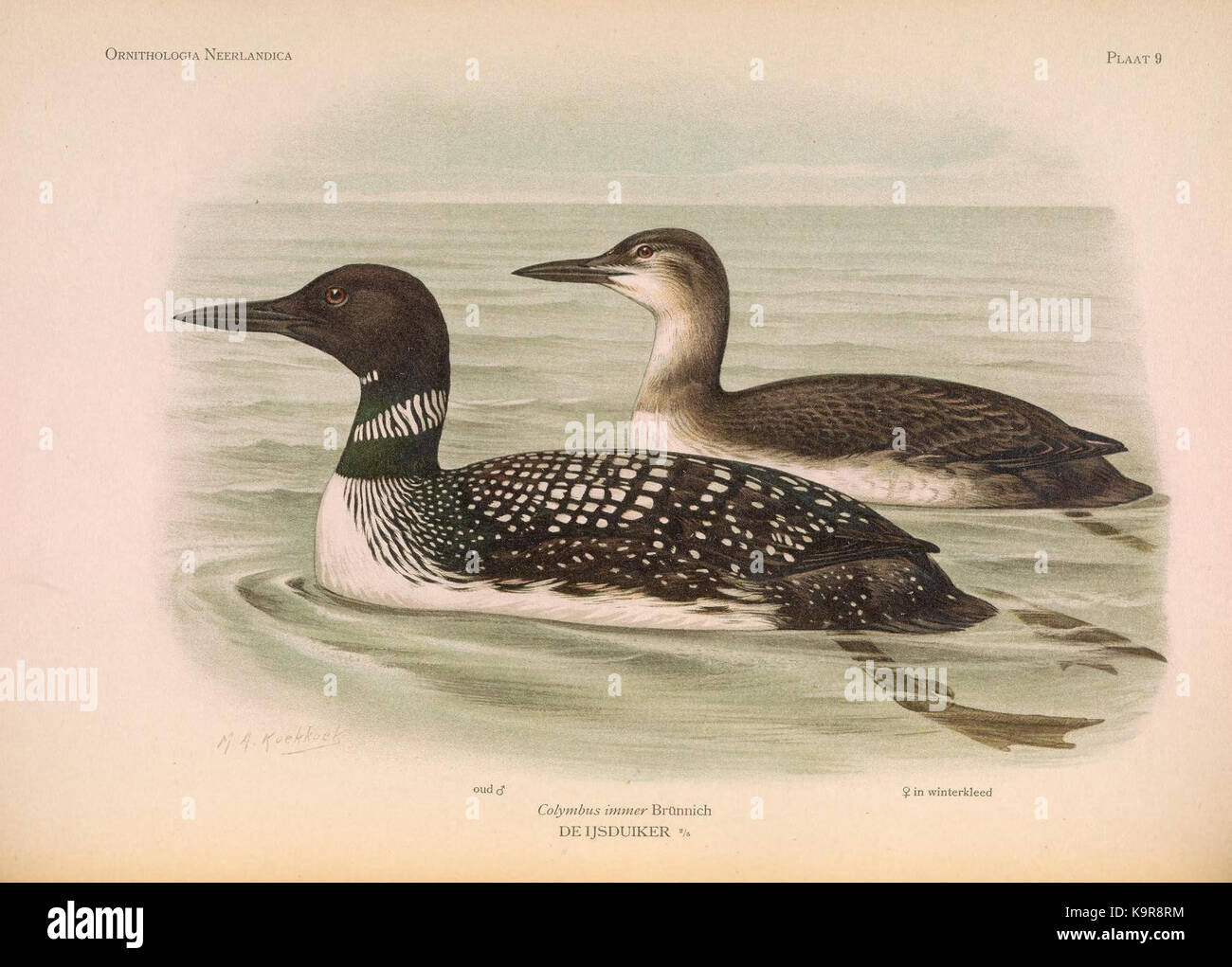 Ornithologia neerlandica (PLAAT 9) (7087032863 Stock Photo - Alamy