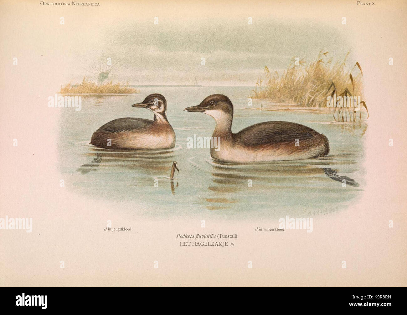 Ornithologia neerlandica (PLAAT 8) (7087032569 Stock Photo - Alamy