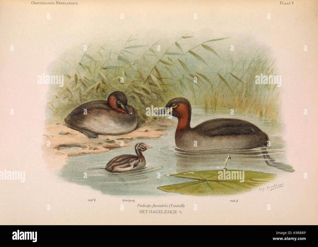 Ornithologia neerlandica (PLAAT 7) (6940962730 Stock Photo - Alamy