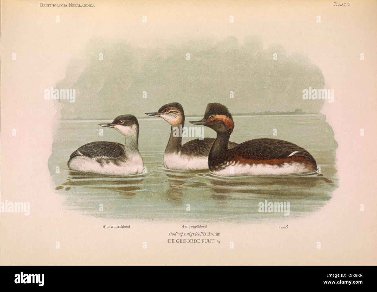 Ornithologia neerlandica (PLAAT 6) (6940962512 Stock Photo - Alamy