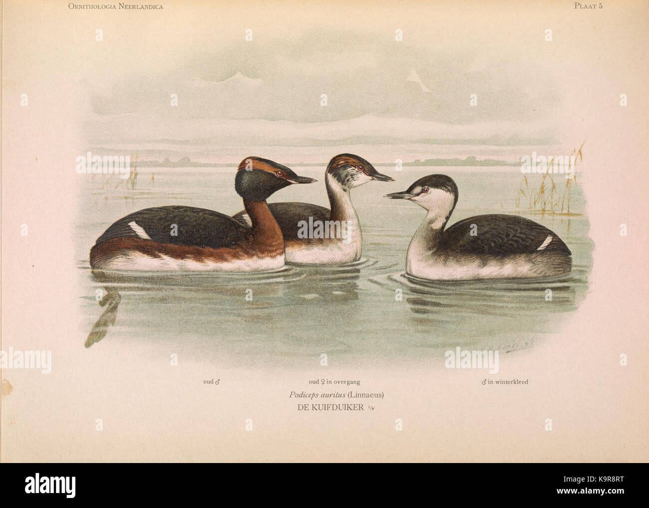 Ornithologia neerlandica (PLAAT 5) (6940962282 Stock Photo - Alamy