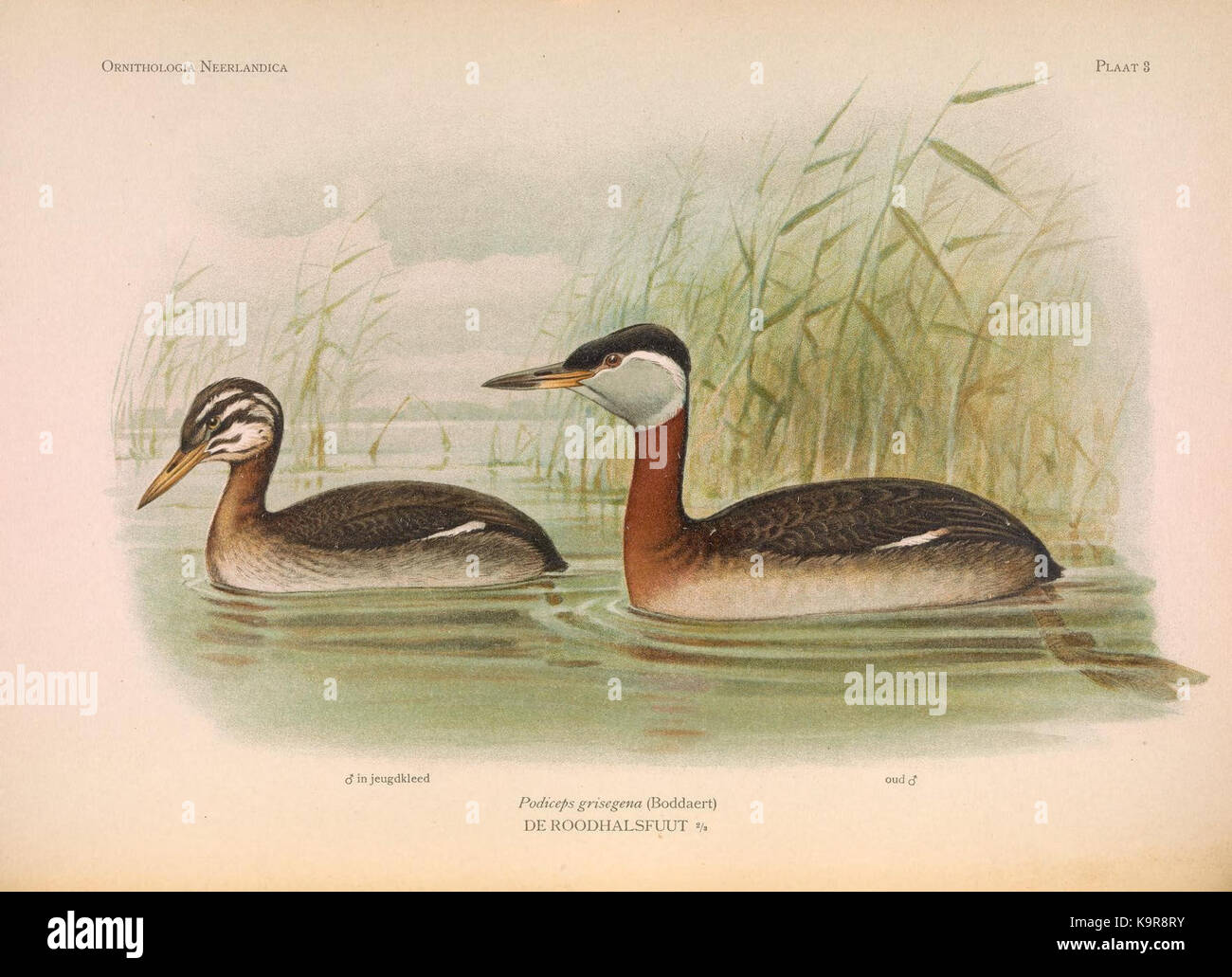 Ornithologia neerlandica (PLAAT 3) (7087031227 Stock Photo - Alamy