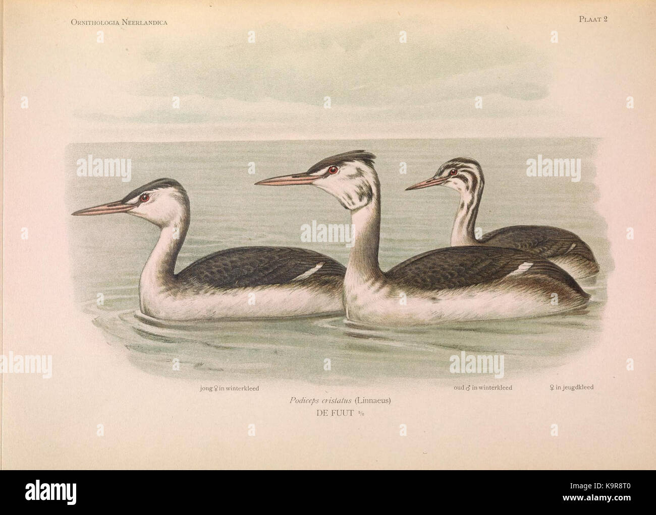 Ornithologia neerlandica (PLAAT 2) (6940961500 Stock Photo - Alamy