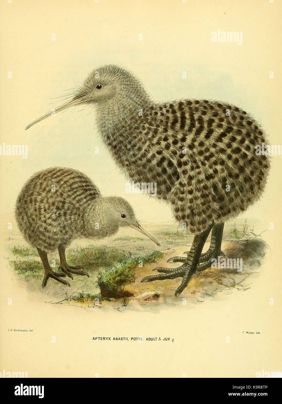 Ornithological miscellany (5981514417 Stock Photo - Alamy