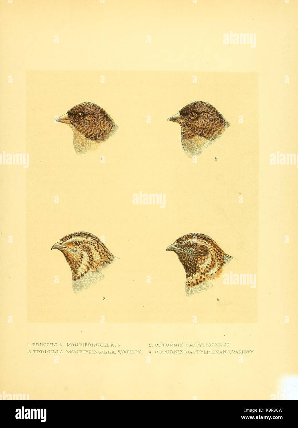 Ornithological study bird species hi-res stock photography and images ...