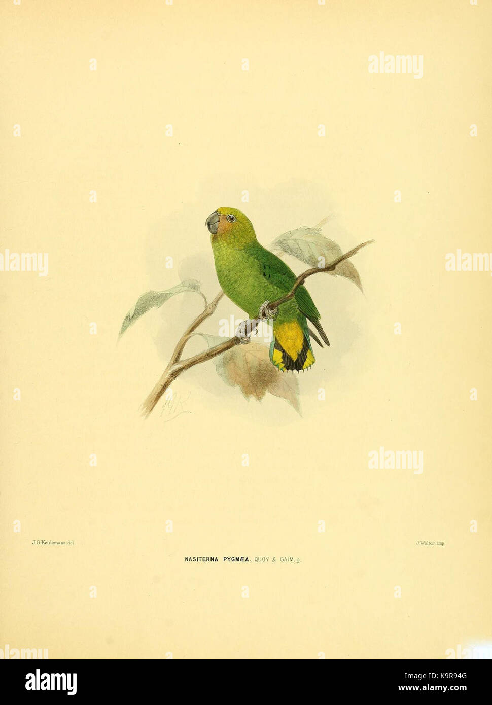 Ornithological classification hi-res stock photography and images - Alamy