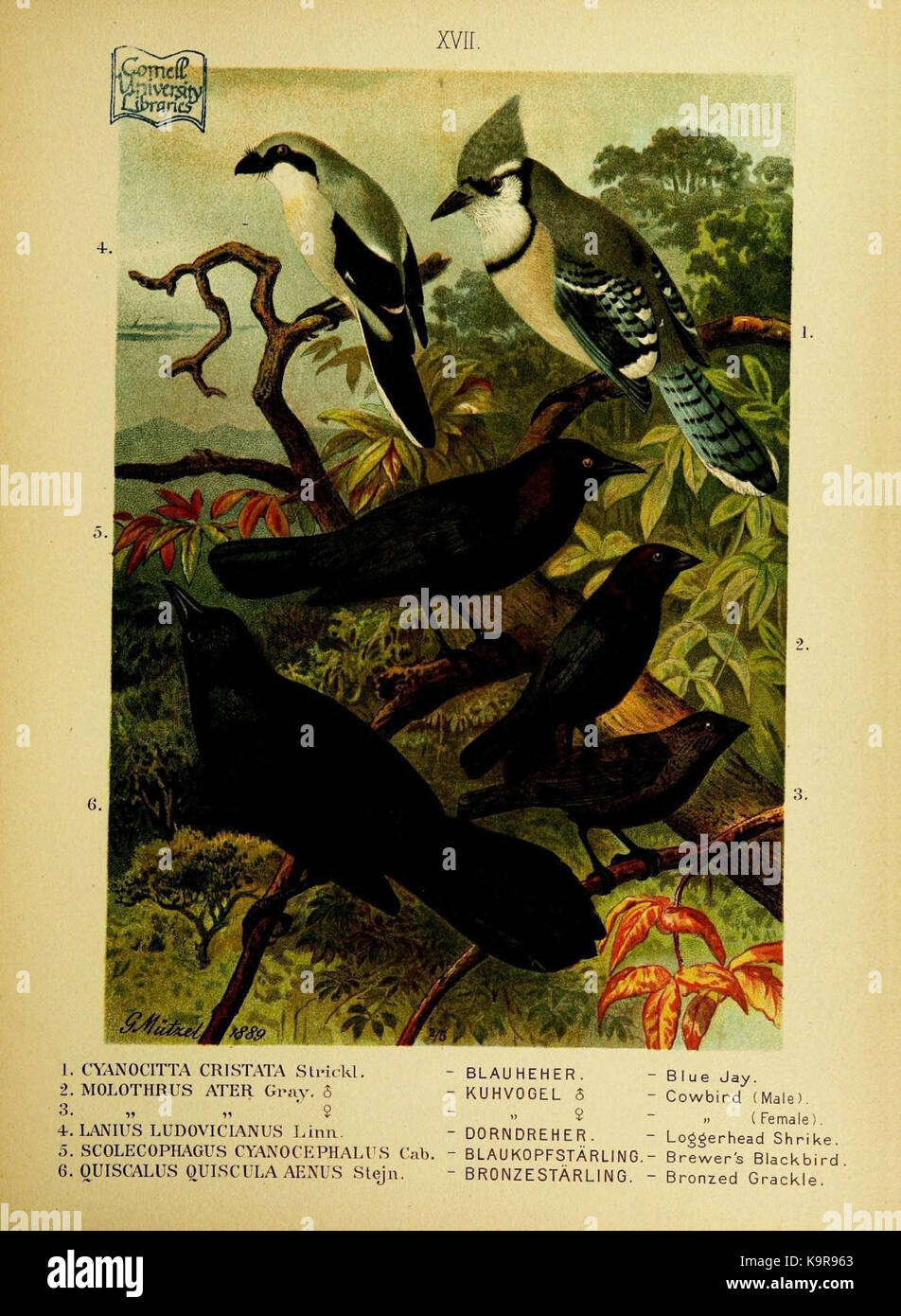 Our native birds of song and beauty (Plate XVII) (6916125561 Stock ...