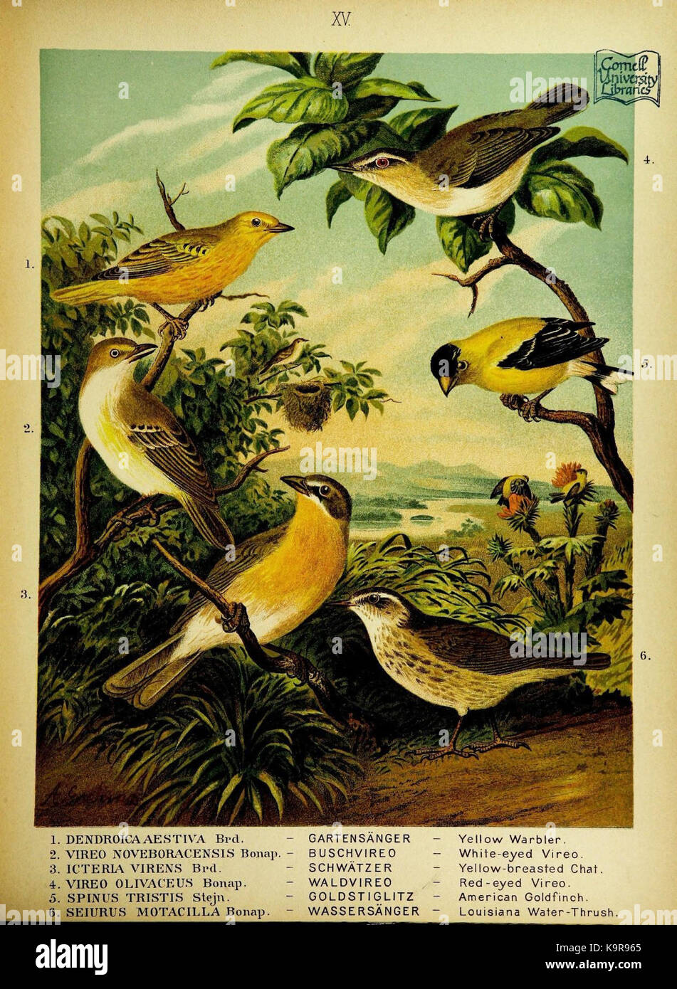 Birds aesthetic appeal hi-res stock photography and images - Alamy