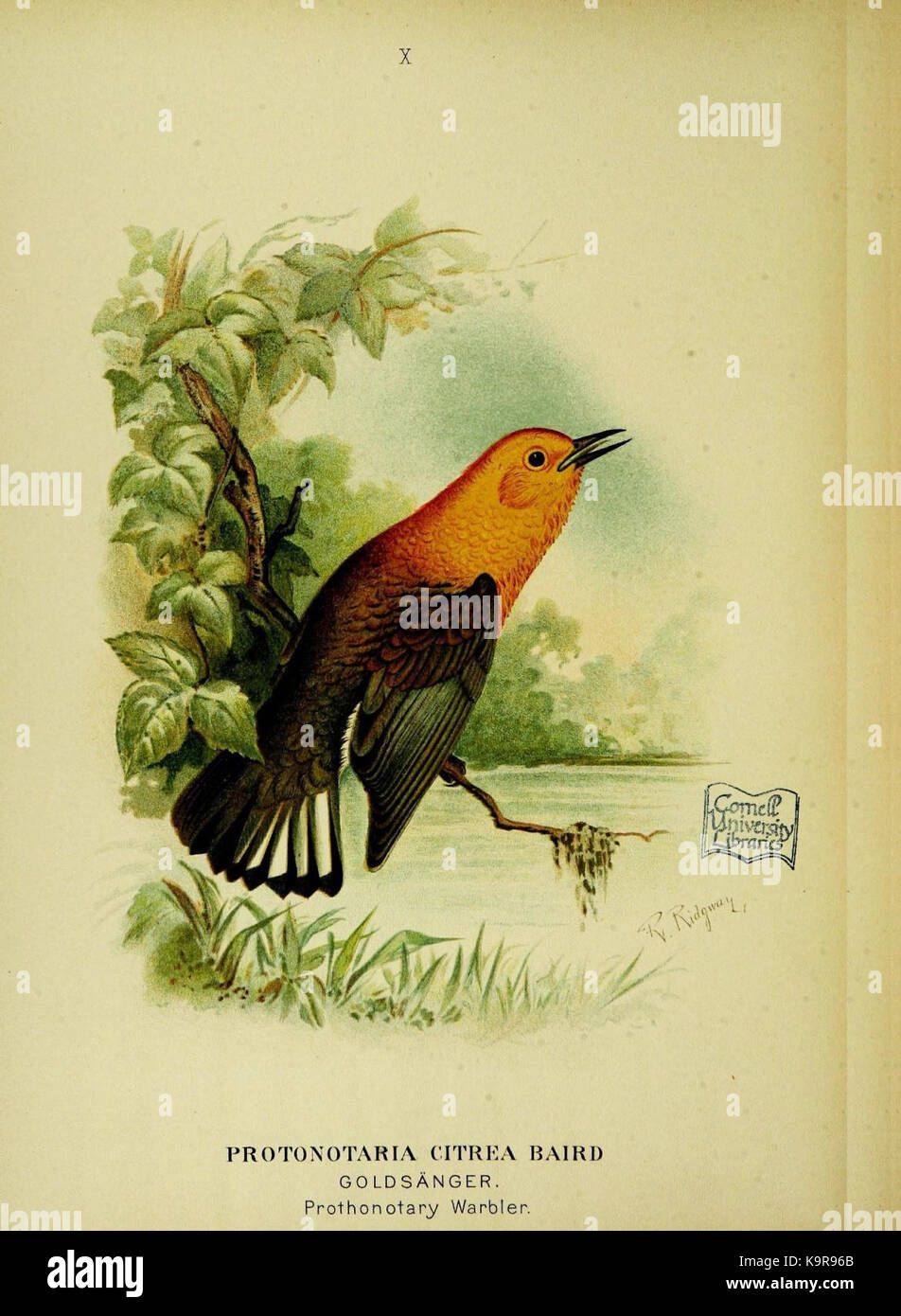 Our native birds of song and beauty (Plate X) (6916119877 Stock Photo ...