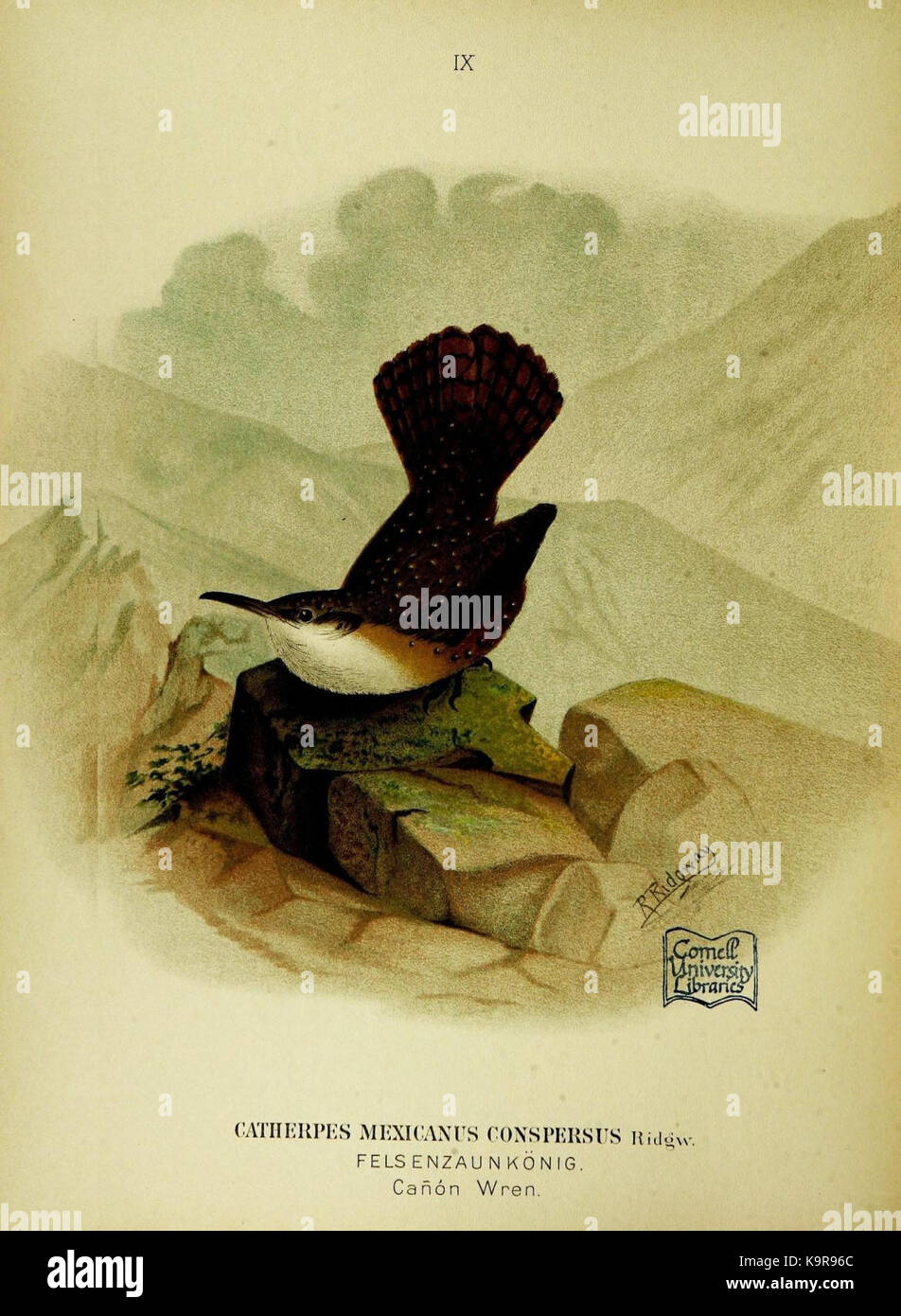 Our native birds of song and beauty (Plate IX) (6916118981 Stock Photo ...