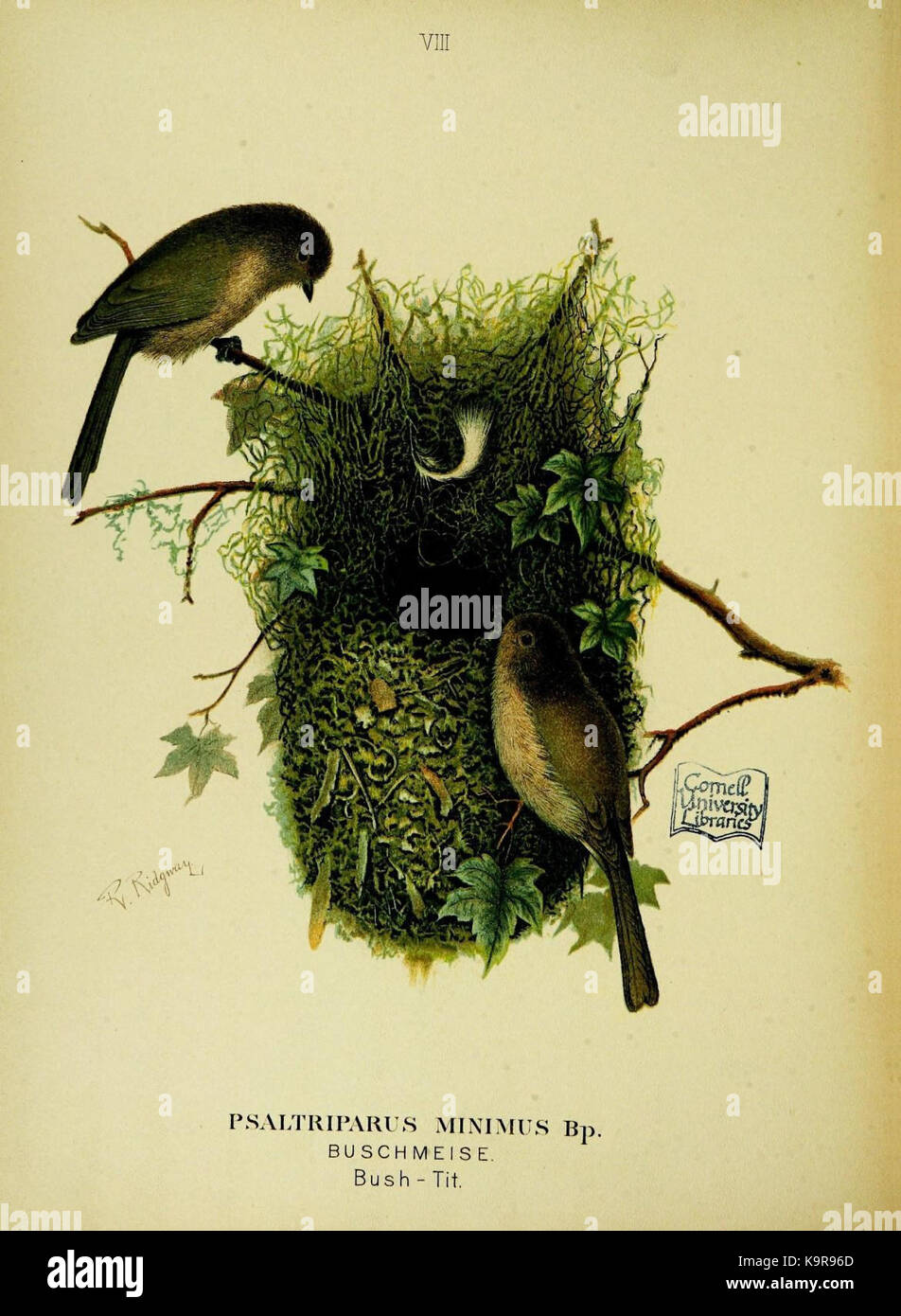 Our native birds of song and beauty (Plate VIII) (6916118207 Stock ...