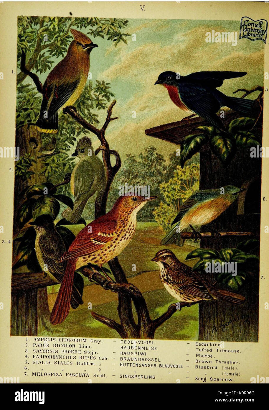 Our native birds of song and beauty (Plate V) (6916116557 Stock Photo ...