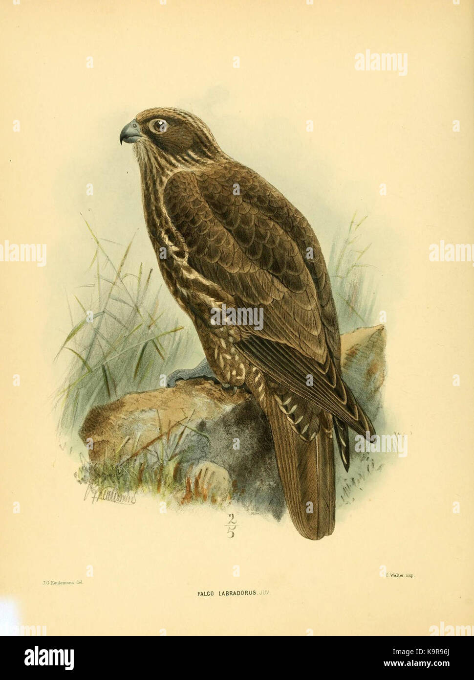 Classification in ornithological studies hi-res stock photography and ...