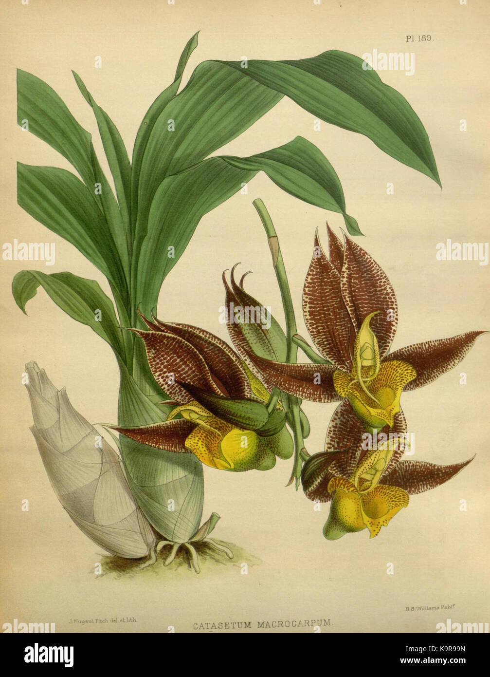 R. Warner & B.S. Williams The Orchid Album volume 04 plate 189 (1885 ...