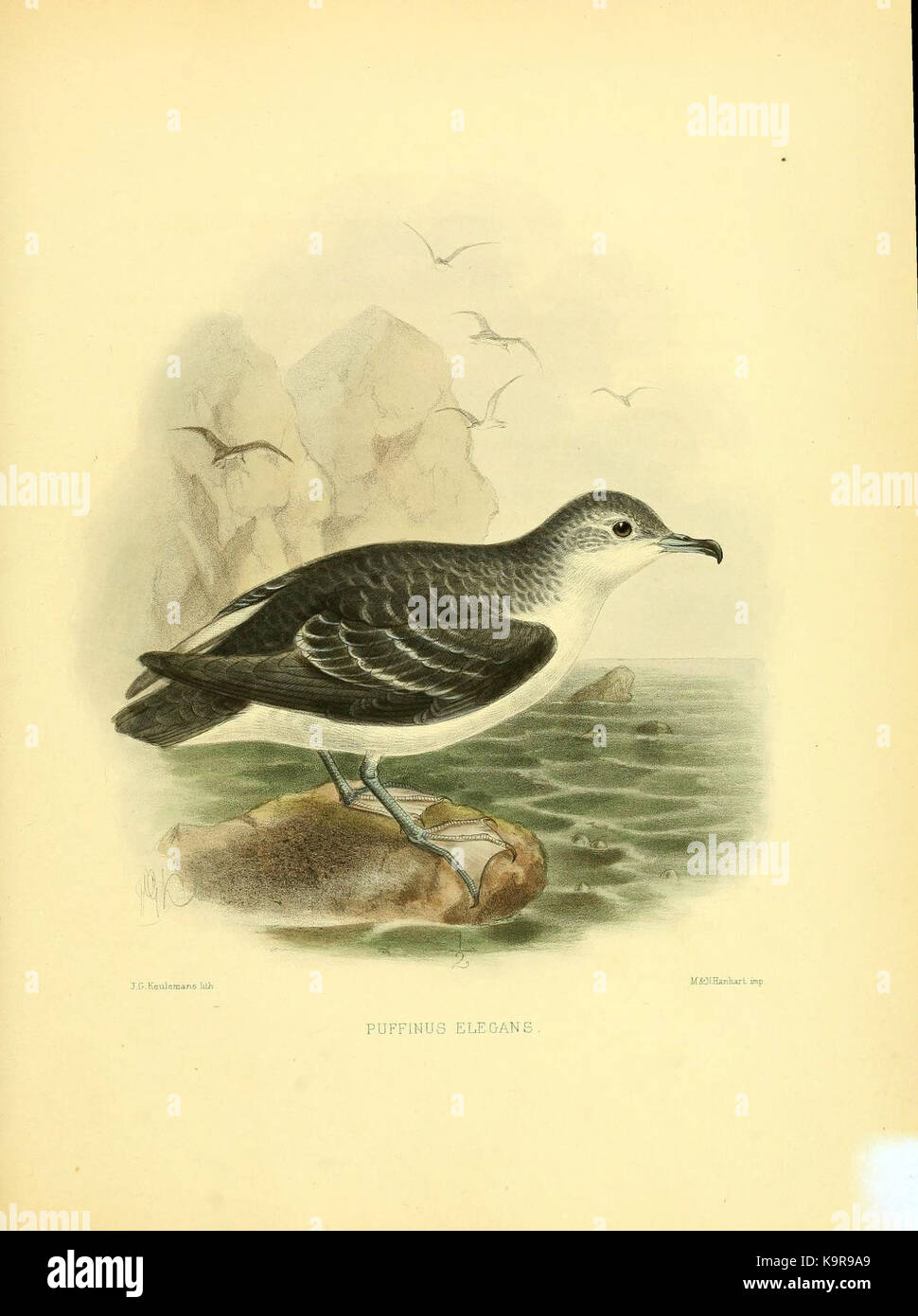 A collection of ornithological studies, focusing on various bird ...