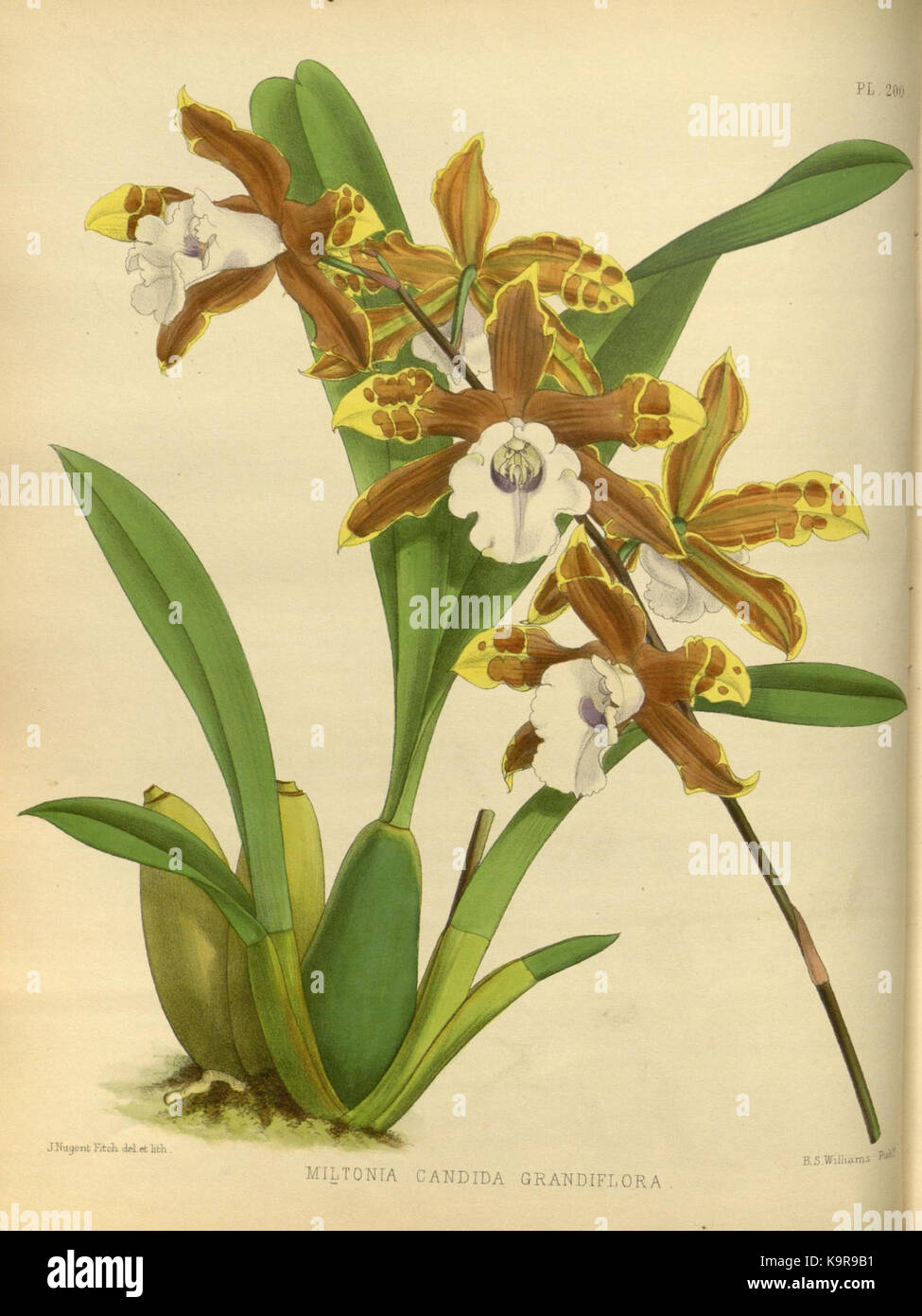 R. Warner & B.S. Williams The Orchid Album volume 05 plate 200 (1886 ...