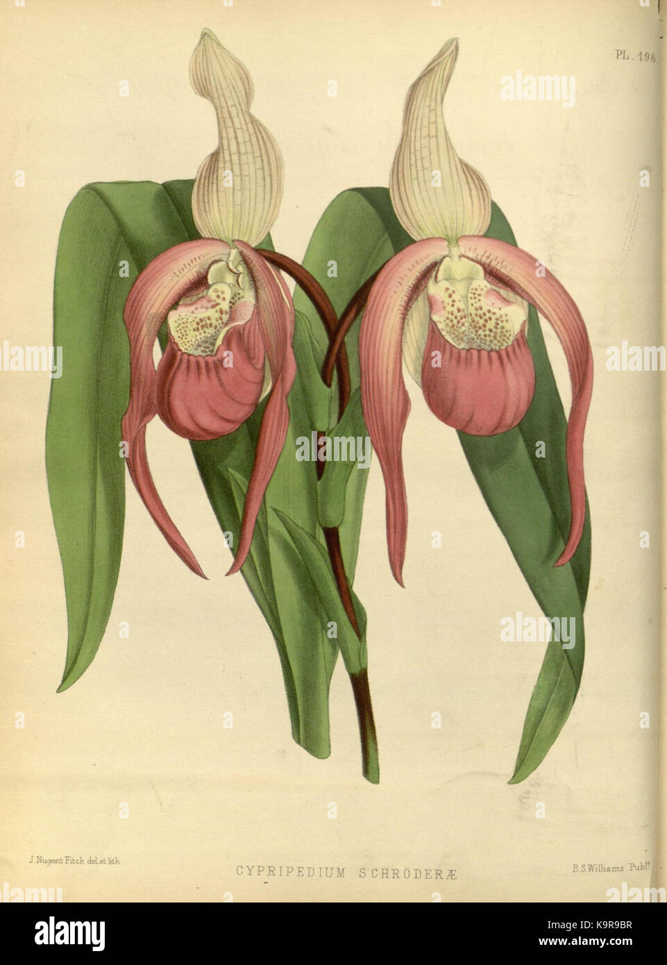 R. Warner & B.S. Williams The Orchid Album volume 05 plate 196 (1886 ...