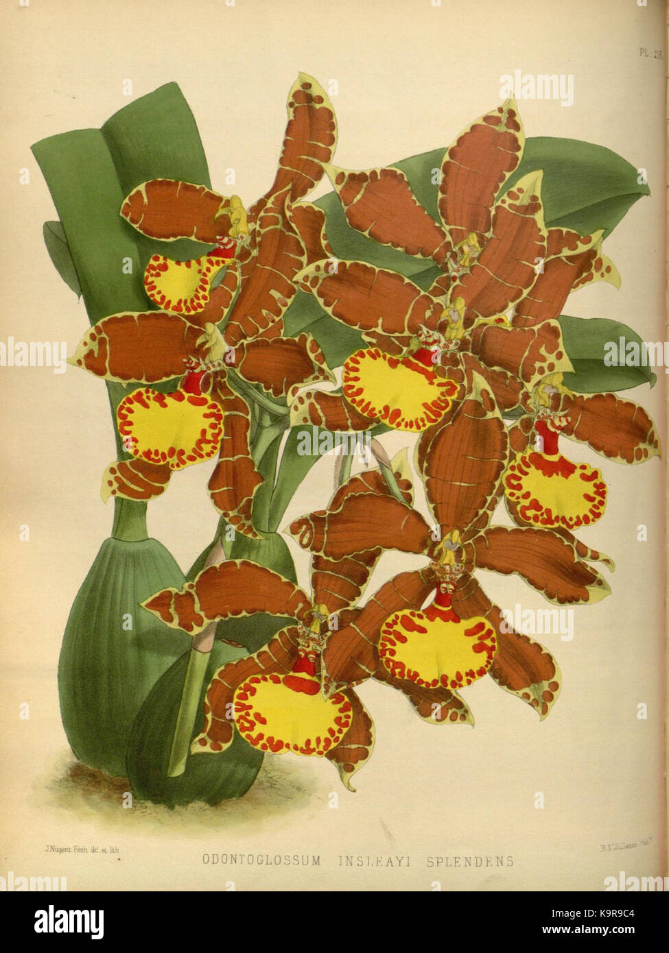 R. Warner & B.S. Williams The Orchid Album volume 05 plate 215 (1886 ...