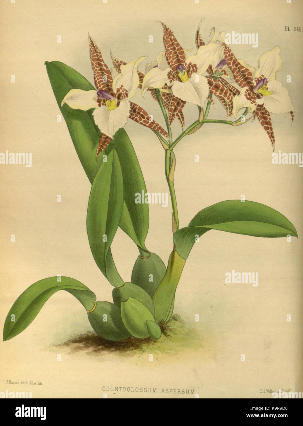 R. Warner & B.S. Williams The Orchid Album volume 06 plate 245 (1887 ...