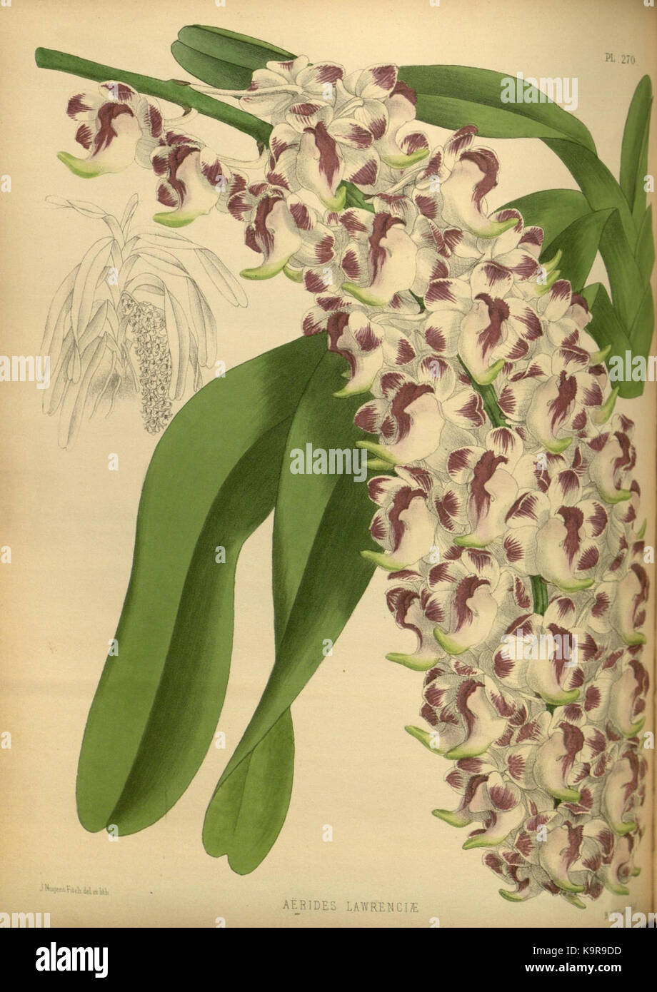 Orchid illustrates hi-res stock photography and images - Alamy
