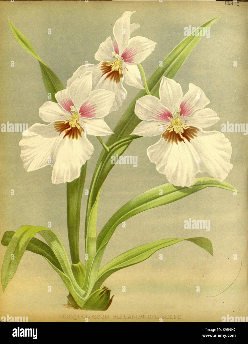 R. Warner & B.S. Williams The Orchid Album volume 09 plate 412 (1891 ...