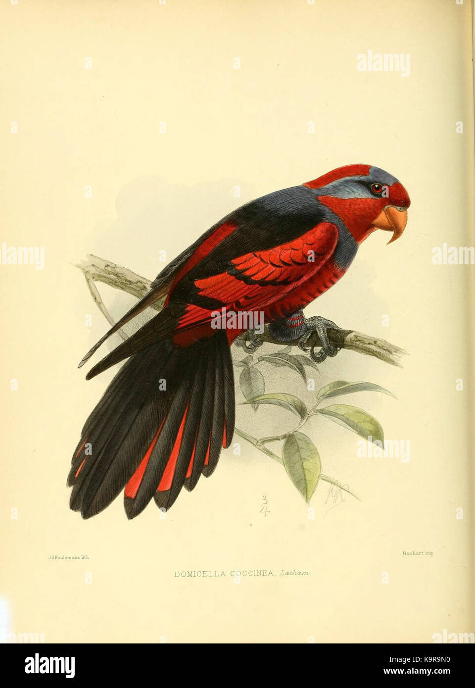 Ornithological classification hi-res stock photography and images - Alamy