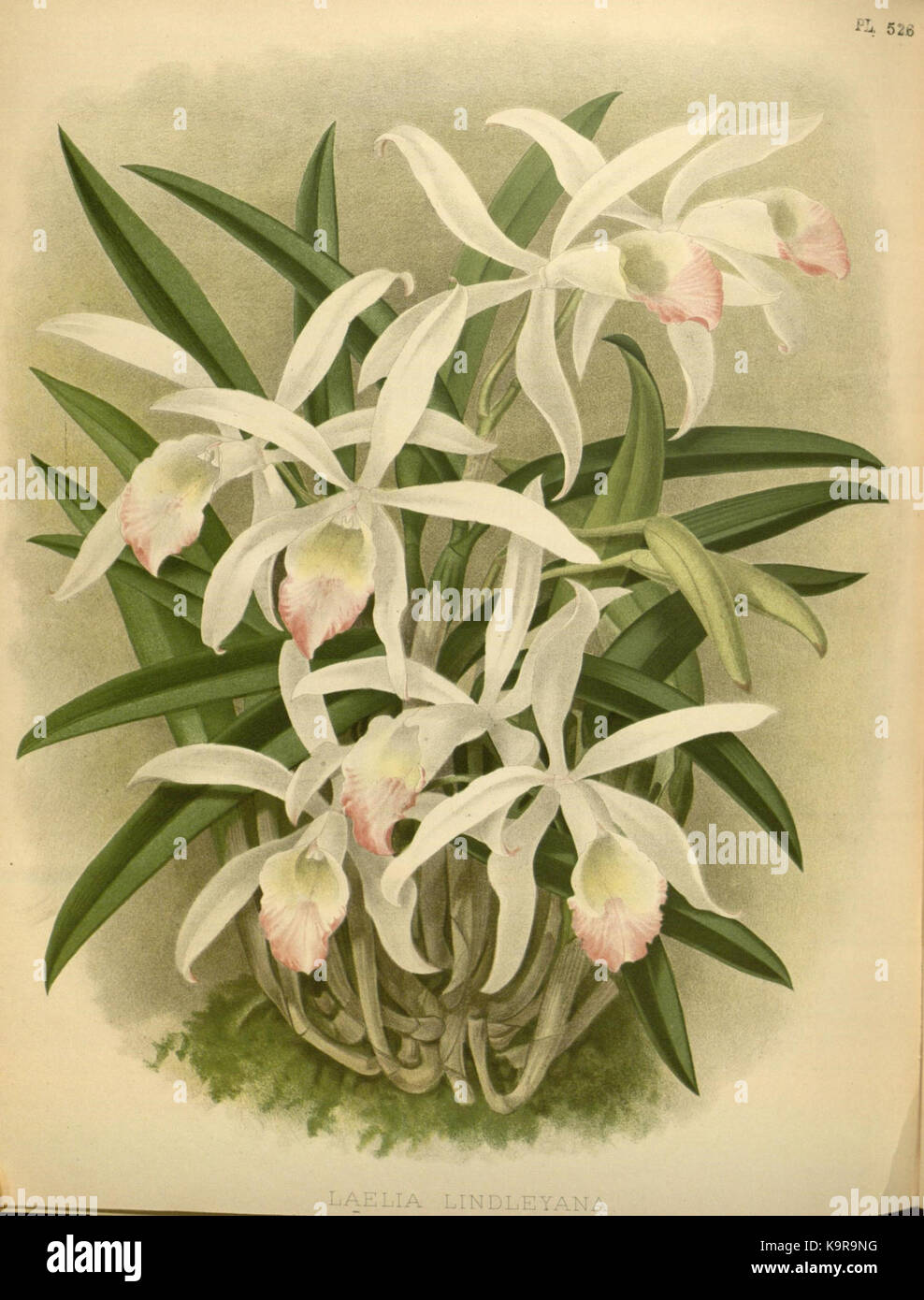 R. Warner & B.S. Williams The Orchid Album volume 11 plate 526 (1897 ...