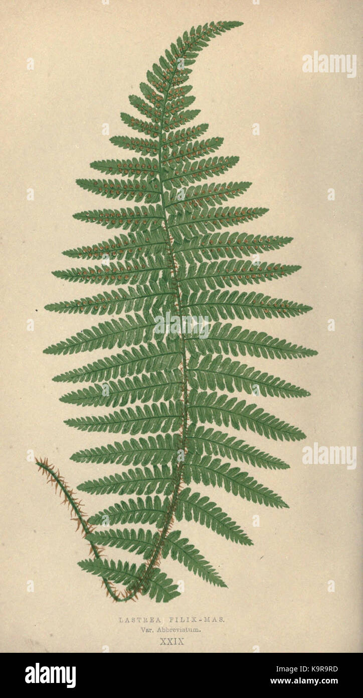 Our native ferns, or, A history of the British species and their ...