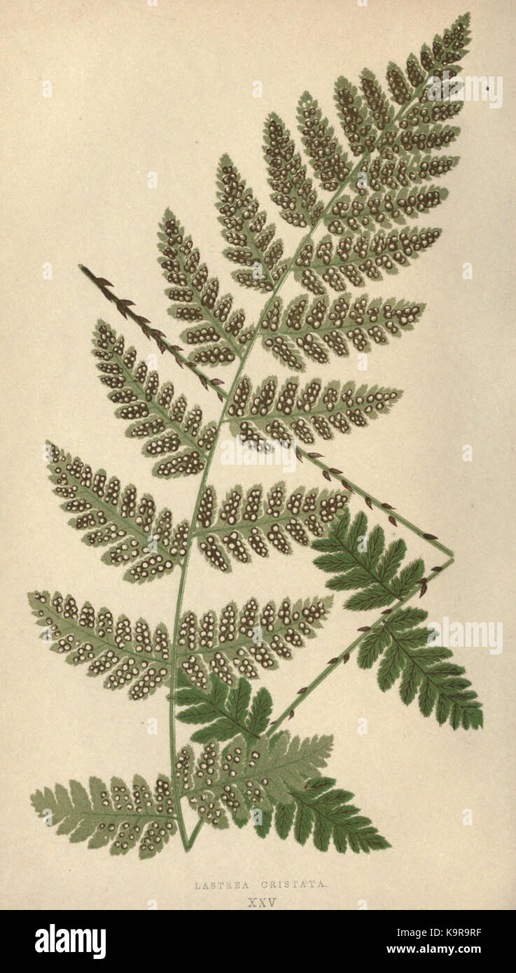 Our native ferns, or, A history of the British species and their ...