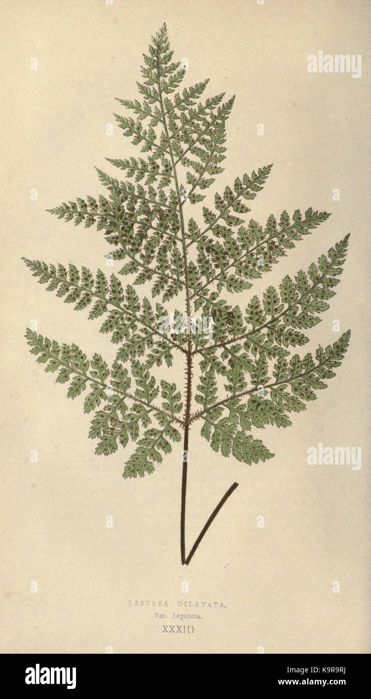 Our native ferns, or, A history of the British species and their ...